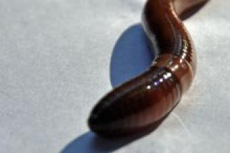 Terrestrial Invertebrates | National Invasive Species Information Center